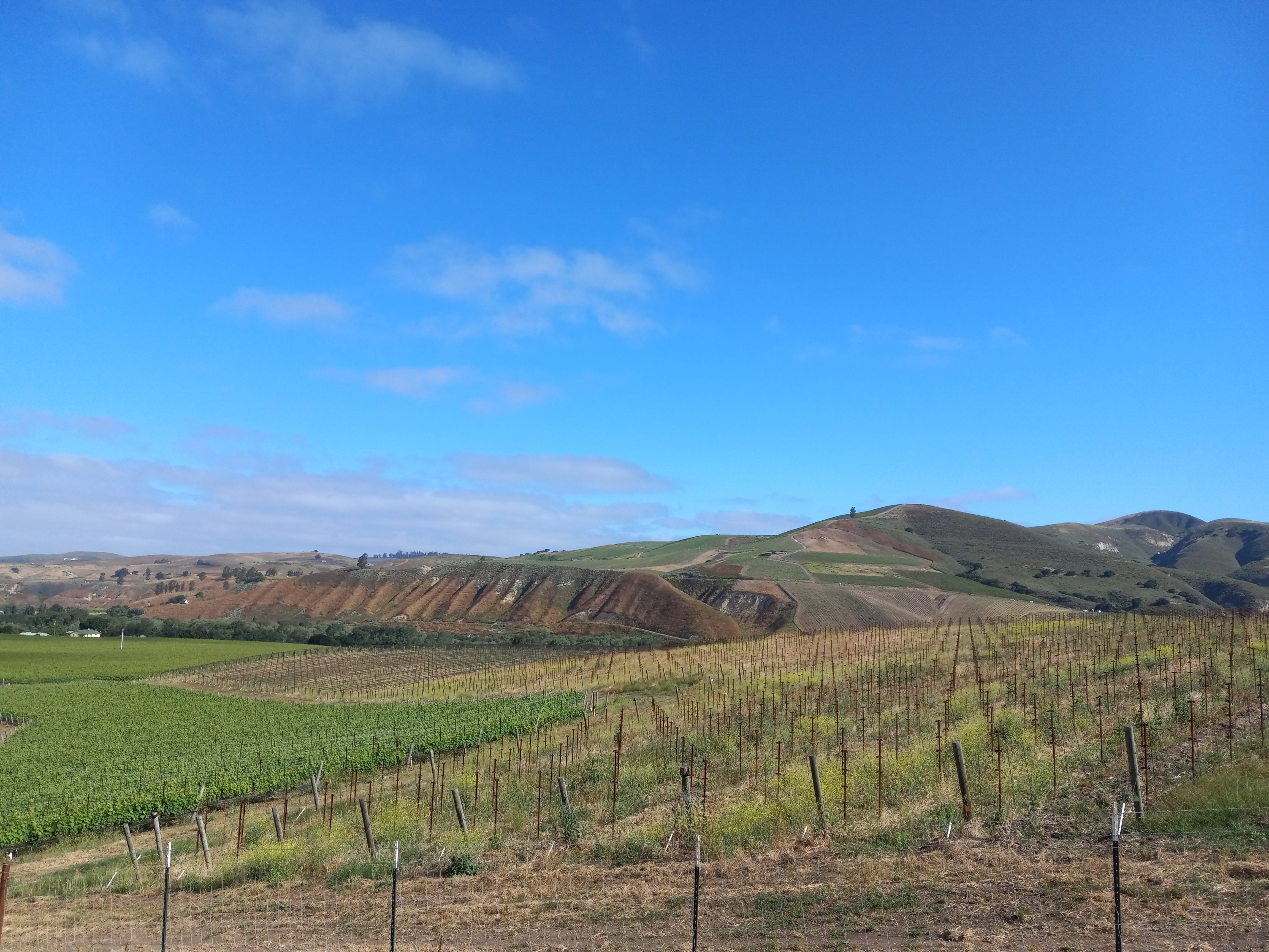 The Sta. Rita Hills Are Alive! – Flying Goat Cellars