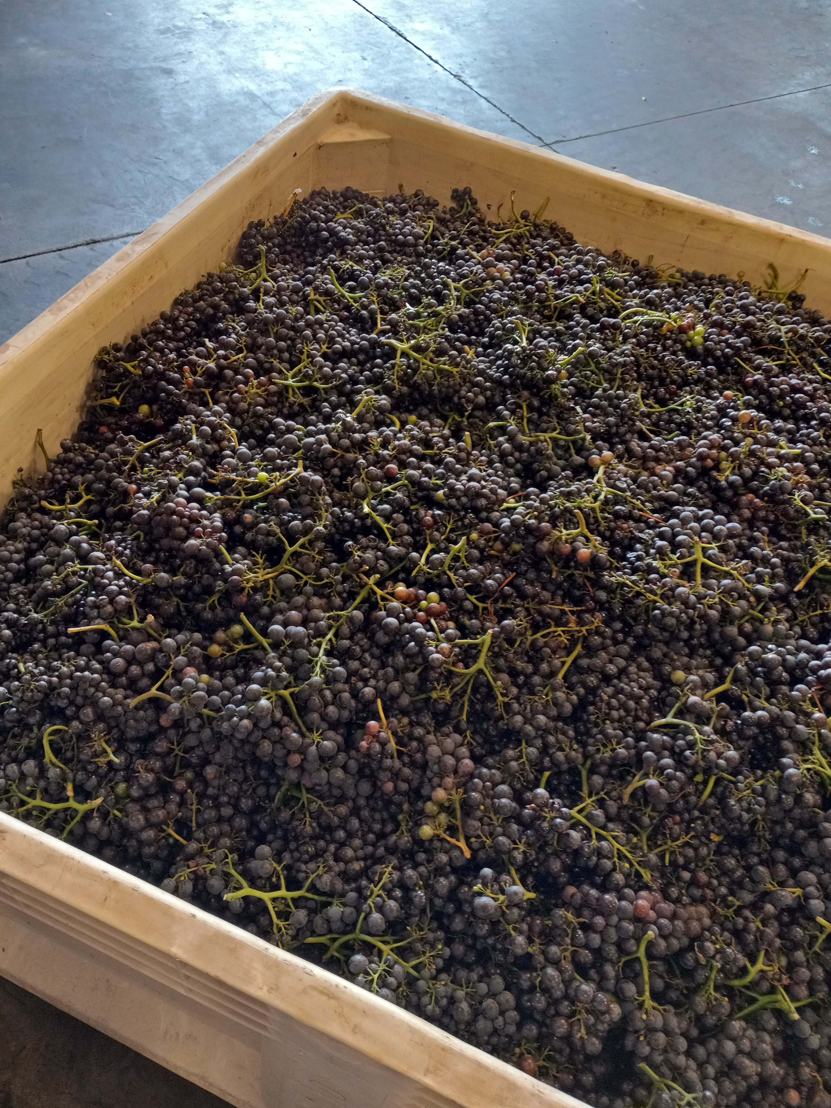 The Intersecting Sciences of Enology and Pathology – Flying Goat Cellars