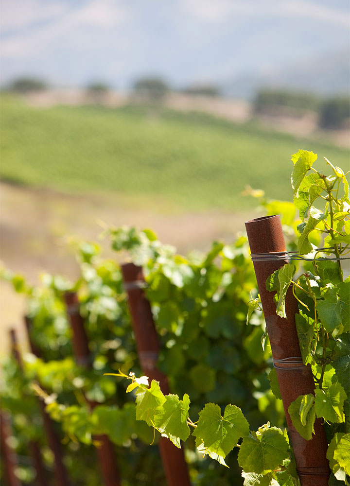 Rancho Santa Rosa Vineyard, Sta. Rita Hills AVA – Flying Goat Cellars