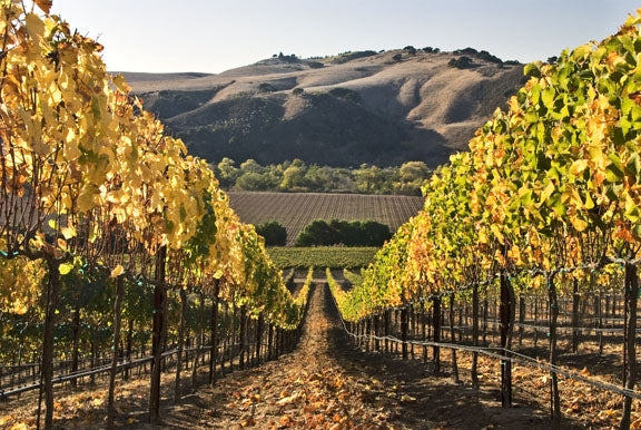 Rio Vista Vineyard, Sta. Rita Hills AVA – Flying Goat Cellars