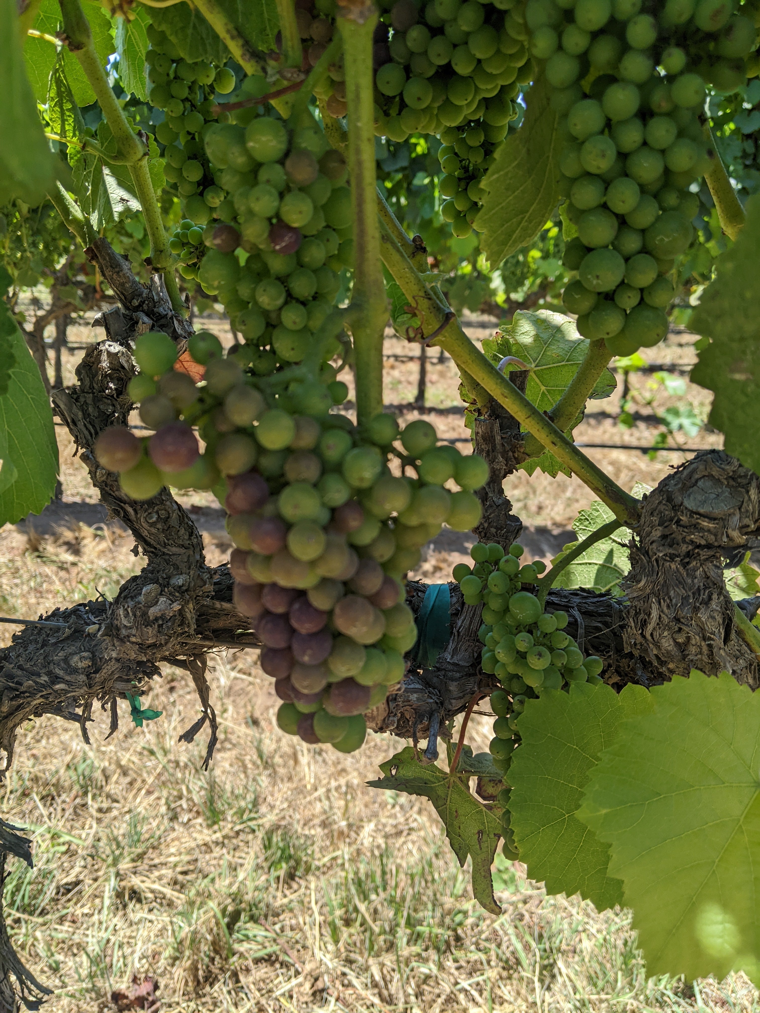 Vineyard Update July 2022 – Flying Goat Cellars