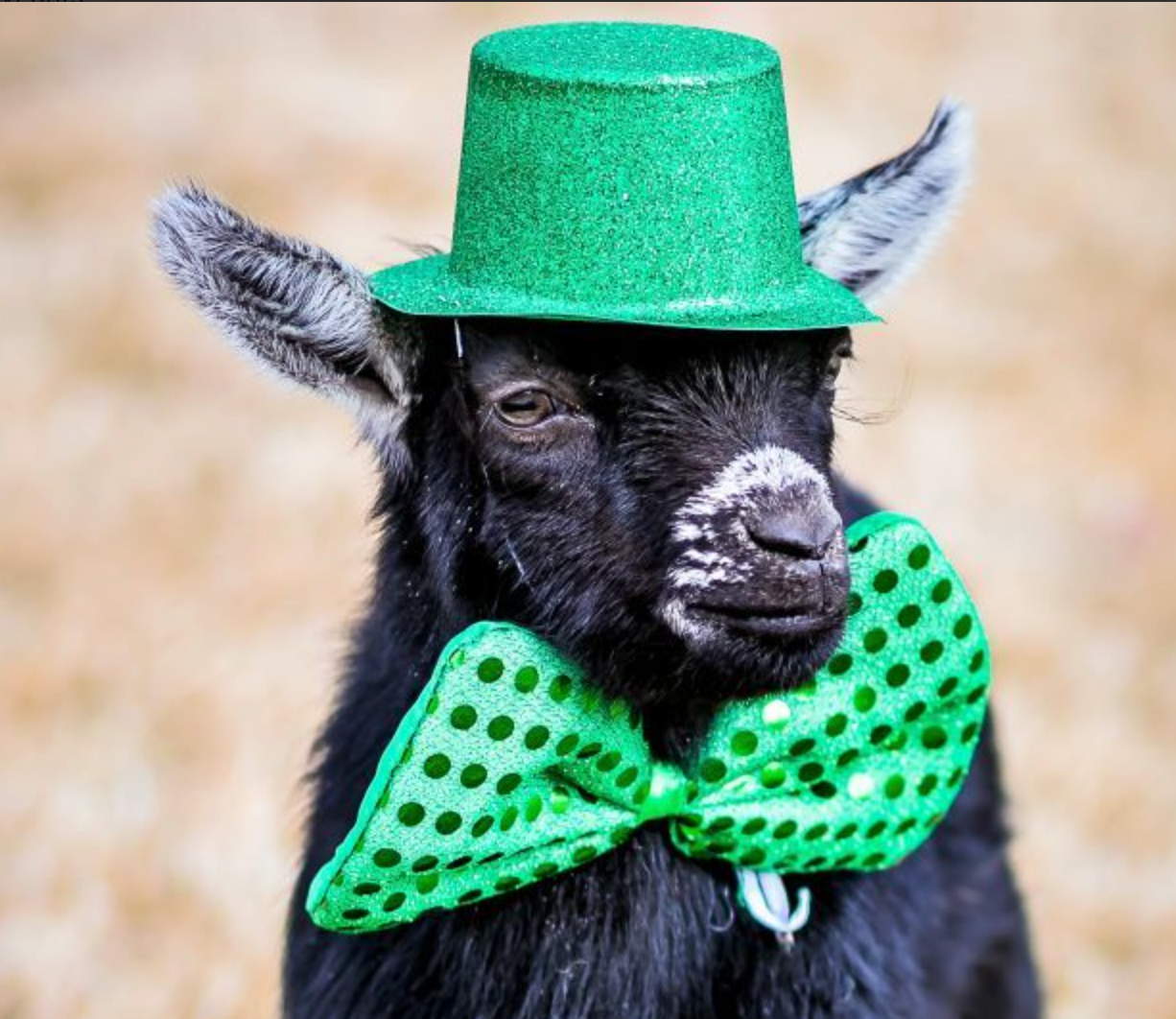 Irish Blessings – Flying Goat Cellars